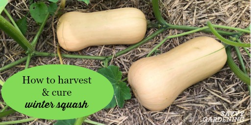 What month do you harvest squash?