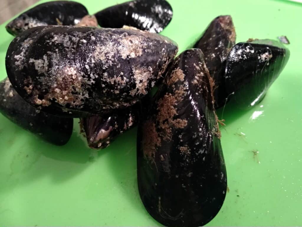 What months do you not eat mussels?