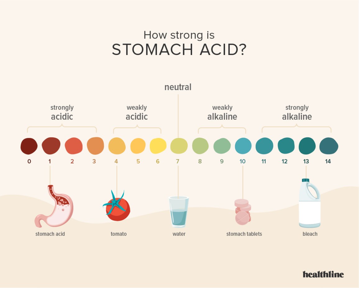 What neutralizes acid in the stomach?