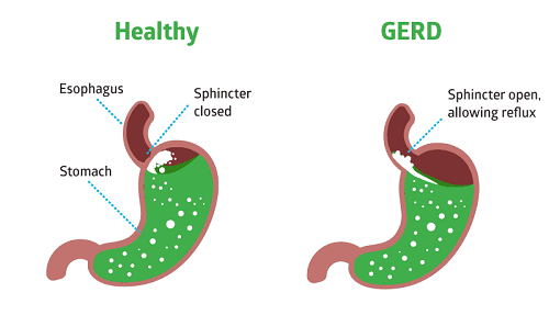 What organs does gastroenterology cover?
