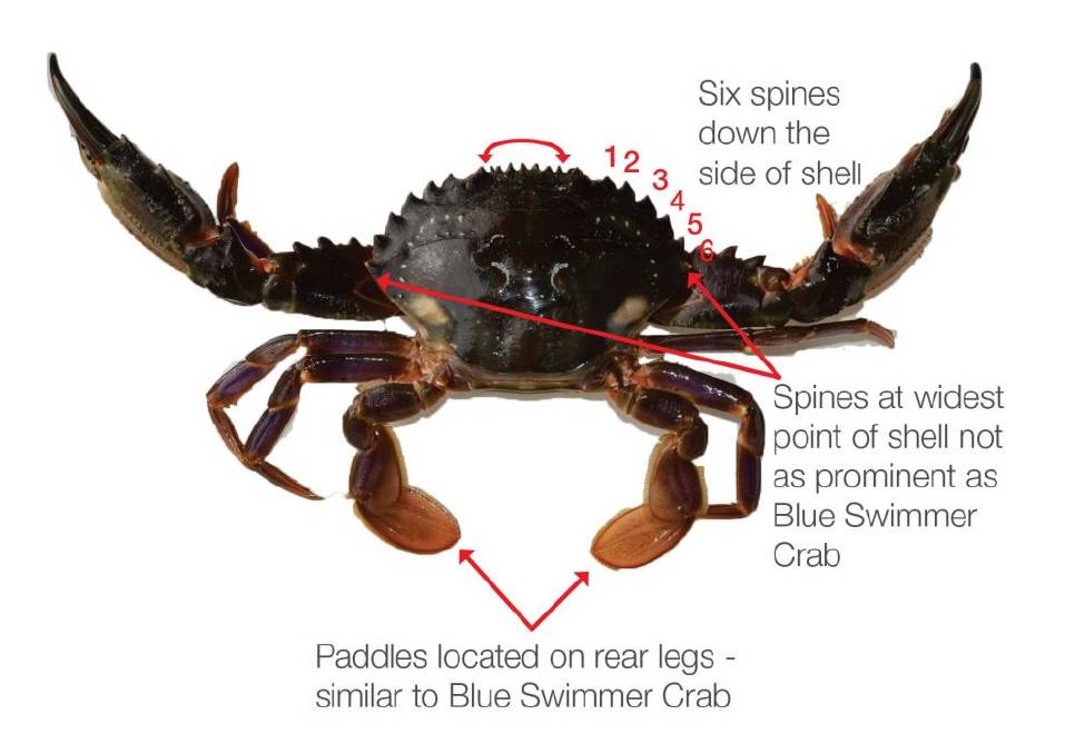 What part of a blue crab is poisonous? [2022] QAQooking.wiki