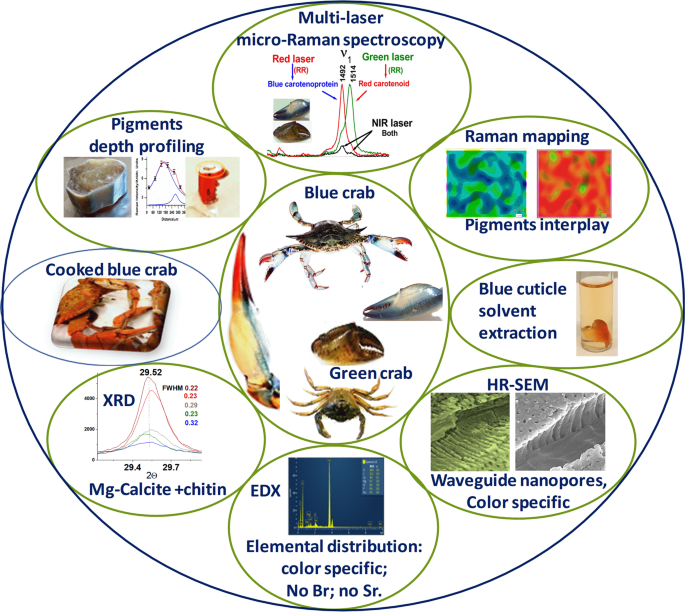 What pigment do crabs have in their shells?