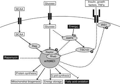 What protein raises insulin?