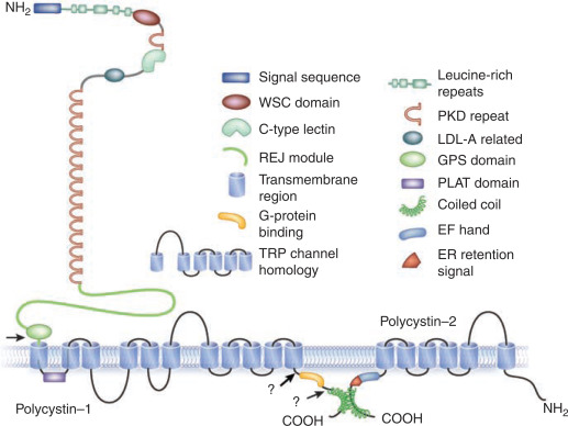 What proteins are affected by polycystic kidney disease?