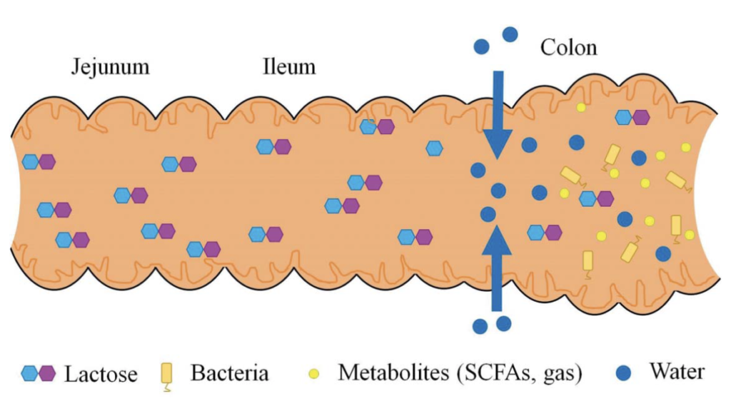 What settles lactose gas?