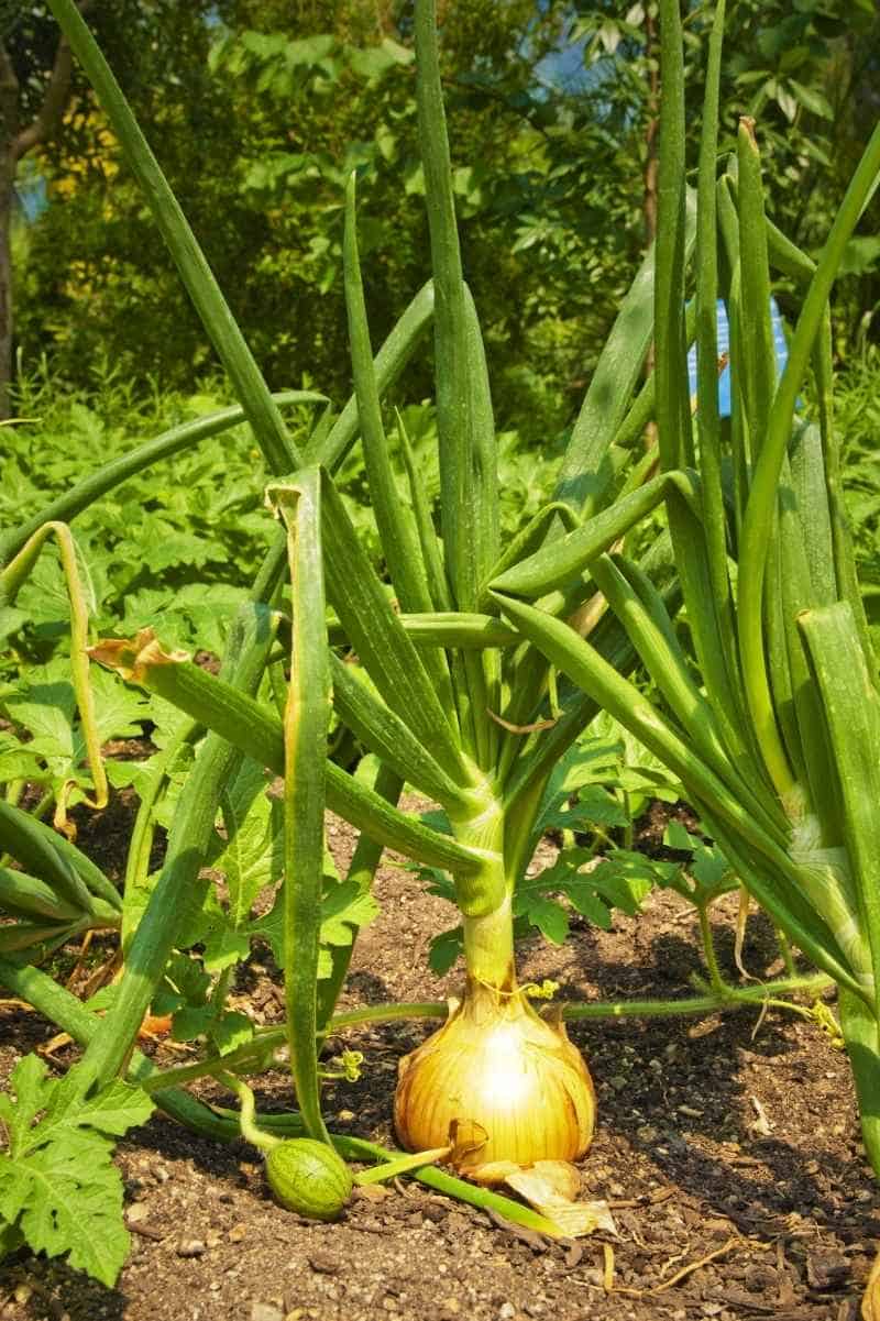 What should you not plant onions next to?