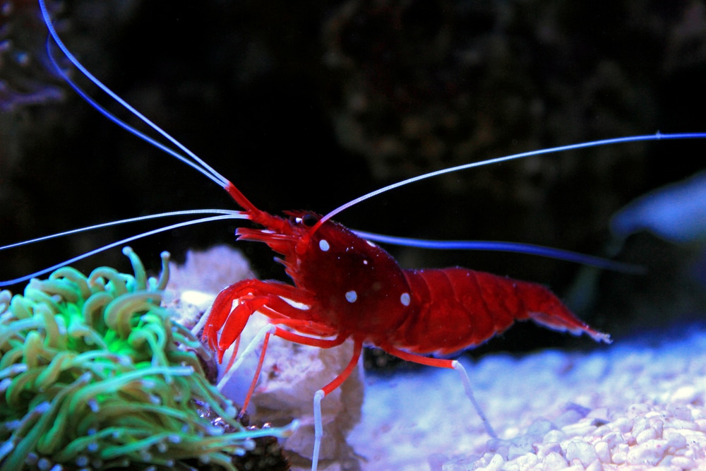 What shrimp can live in saltwater?