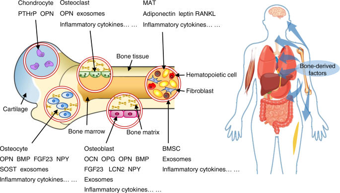 What stimulates bone marrow production?