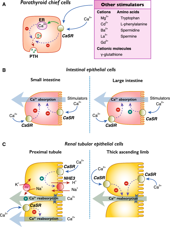 What stimulates calcium absorption in intestine?
