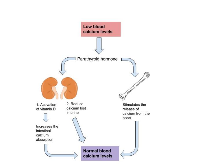 What stimulates calcium absorption?