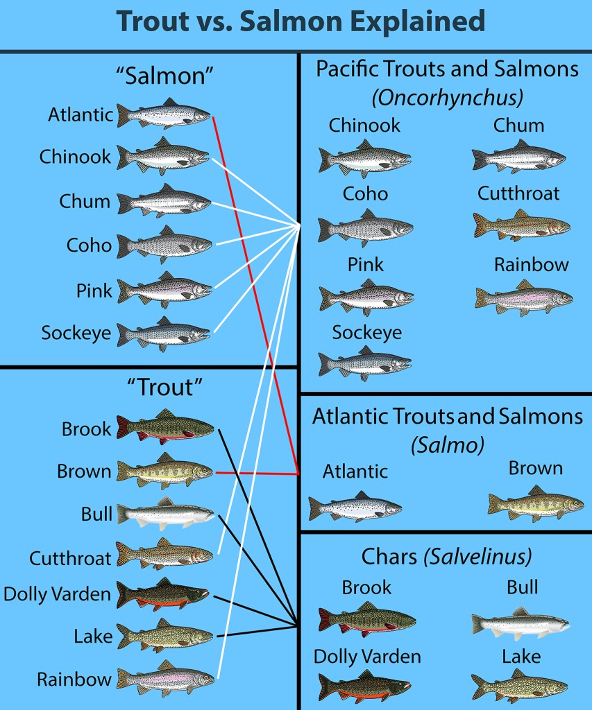 What tastes better trout or salmon?