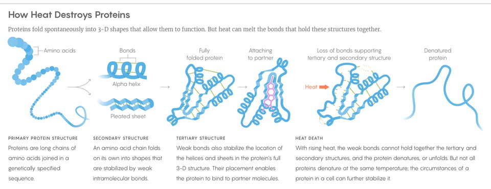 What temperature destroys proteins?