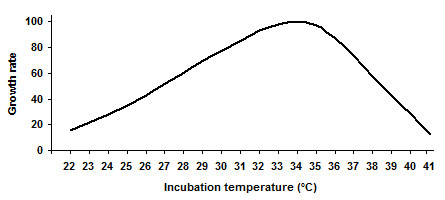 What temperature should I ferment tempeh?