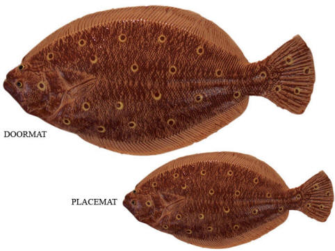 What the Fluke fish look like?