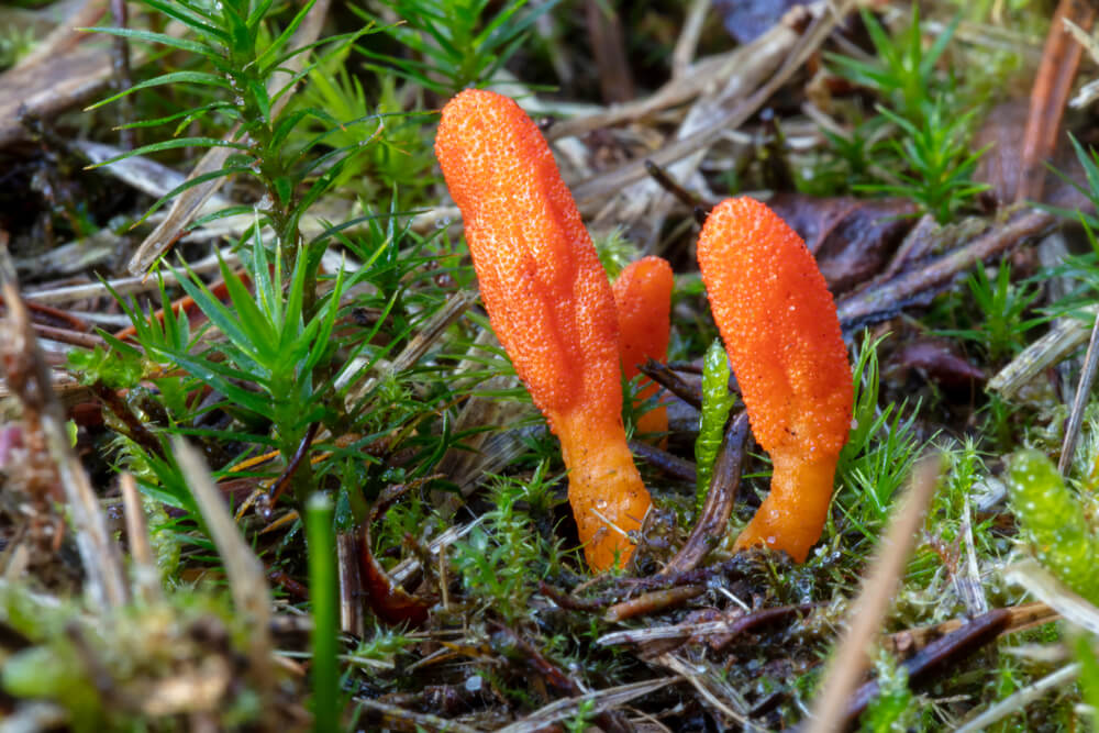 What time of day should I take Cordyceps?