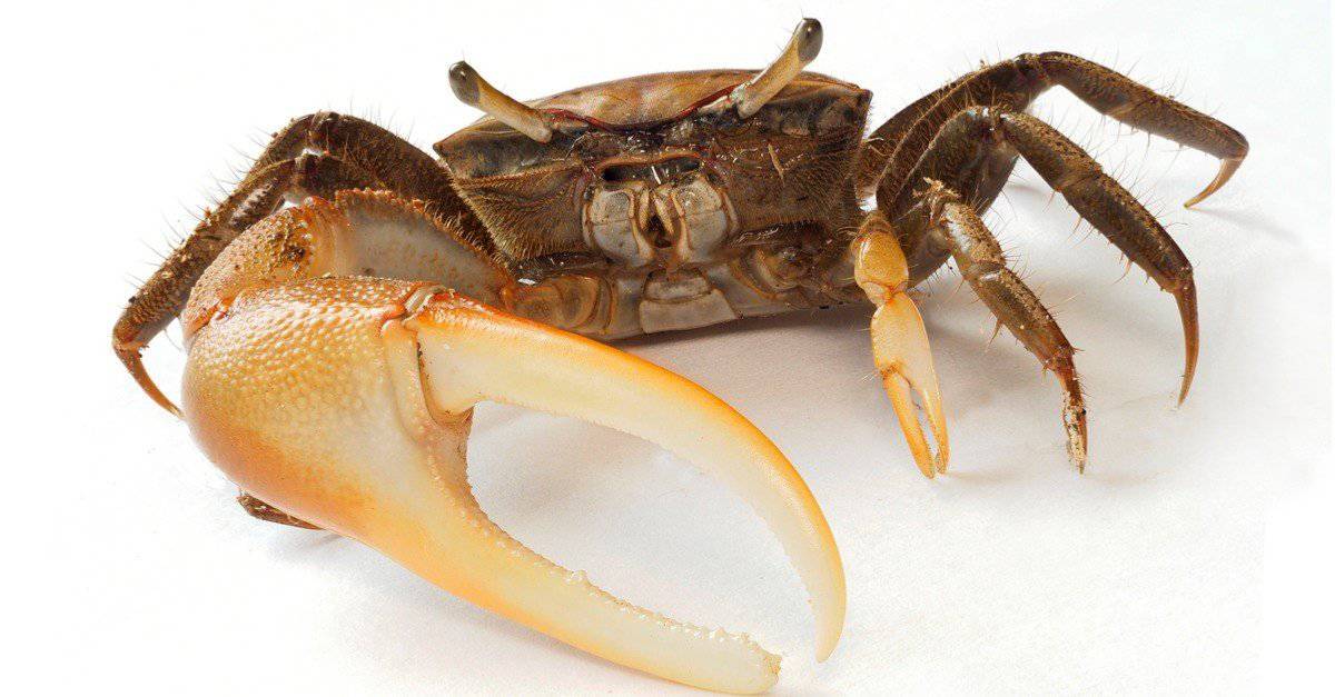 What type of crab eats seaweed?
