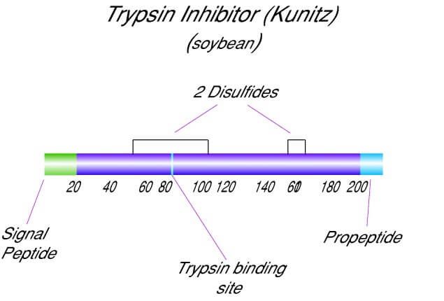 What type of inhibitor is trypsin?