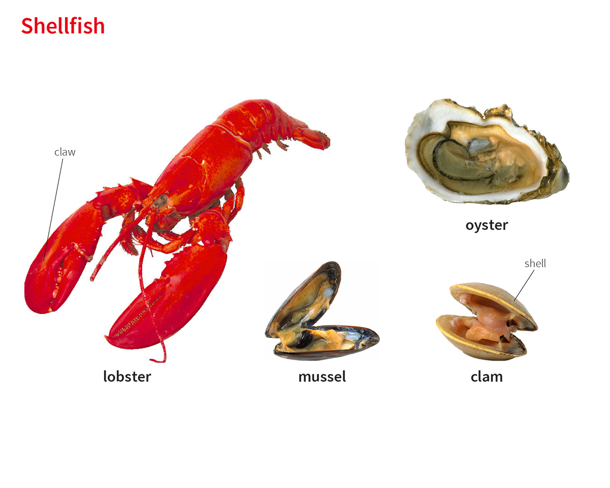 What type of noun is lobster?