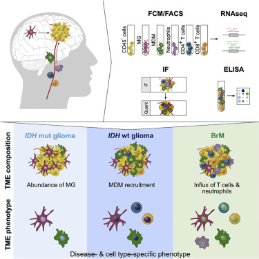 What was the revealed cause of Lia's brain death?