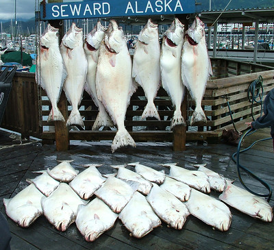 What white fish is similar to halibut?
