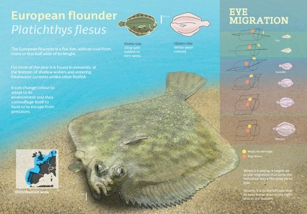 What zone do flatfish live in?