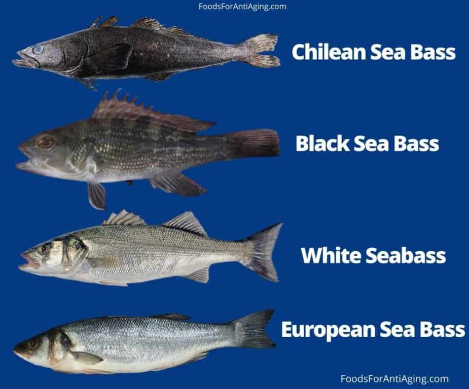 What's the difference between sea bass and Chilean sea bass?