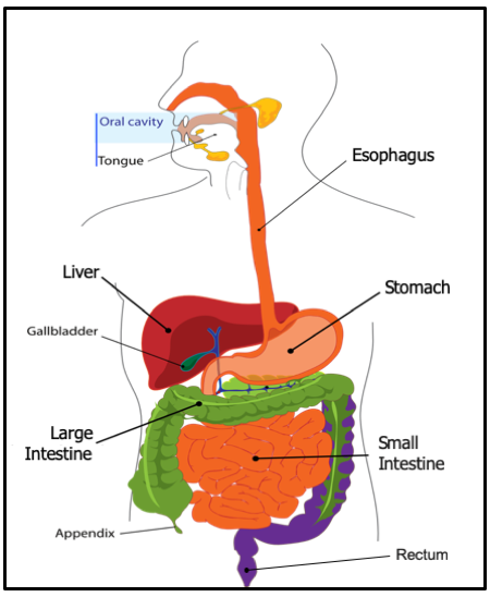 Whats the purpose of a fart?