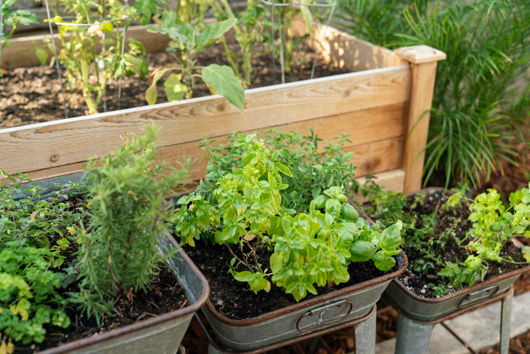 When can you use herbs from your garden?