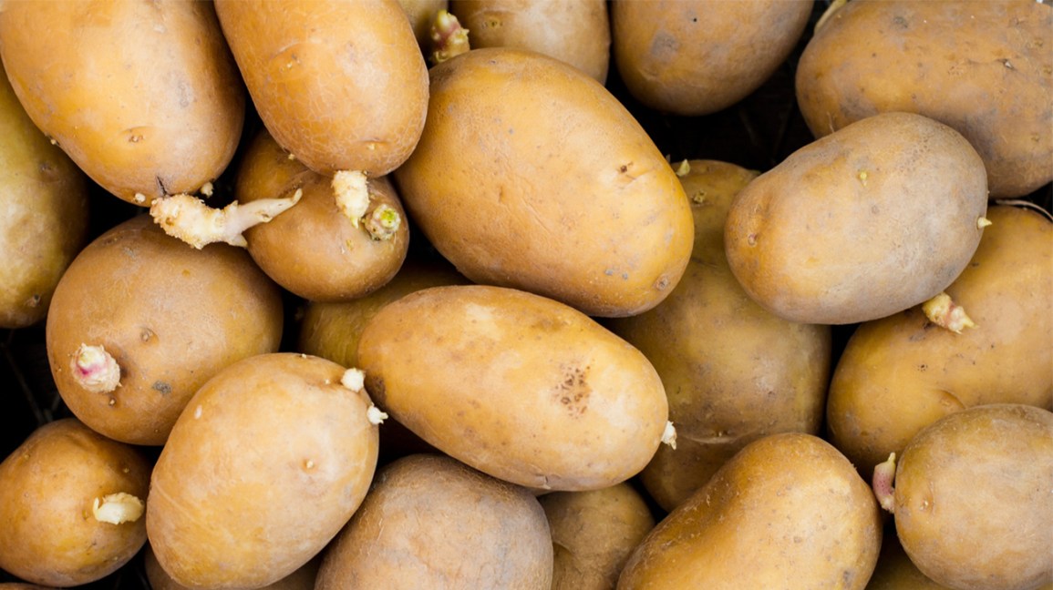 When should you not use old potatoes?