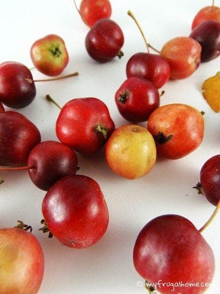 When should you pick crab apples?