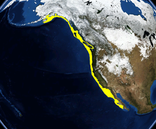 Where are lingcod located?