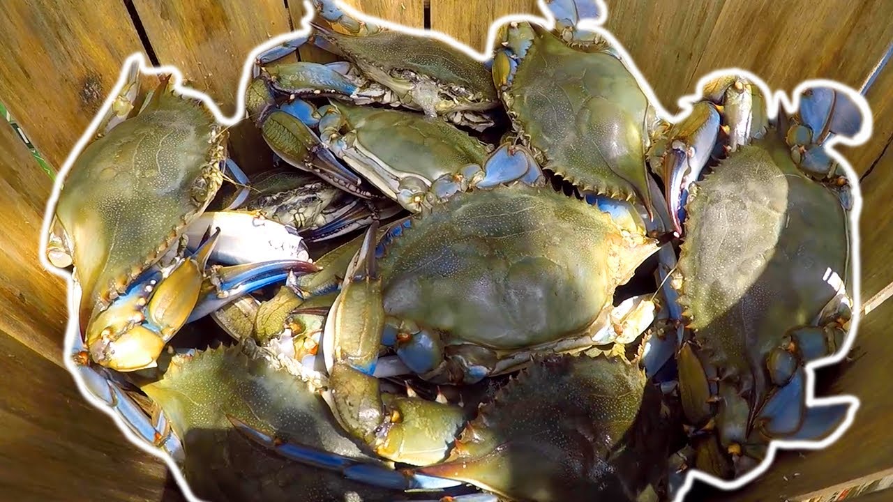 Where are Maryland crabs caught?