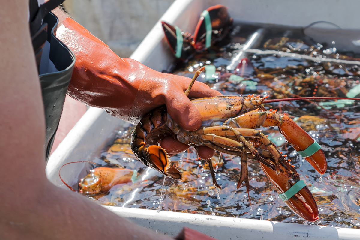 Where are most lobsters caught in Maine?