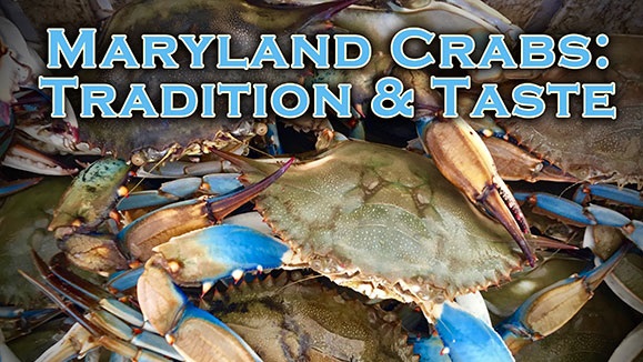 Where are most Maryland crabs caught?