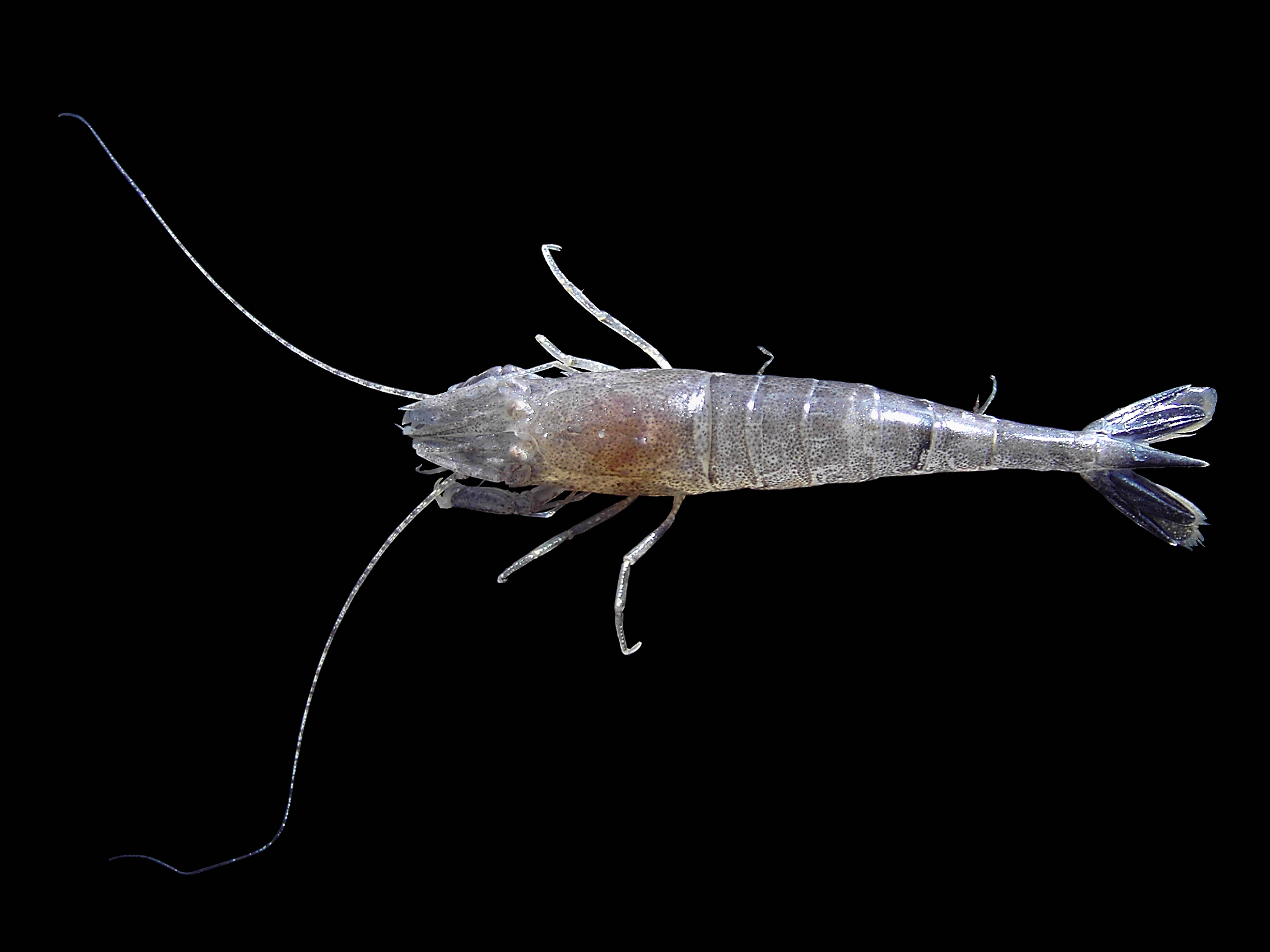 Where are shrimp caught in the UK?