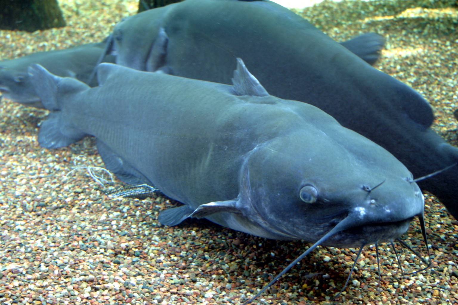Where can I find channel catfish?