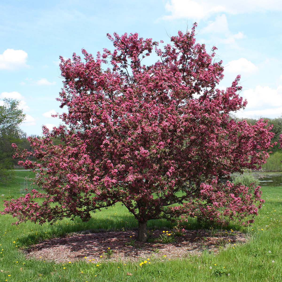 Where did crabapple trees originate?