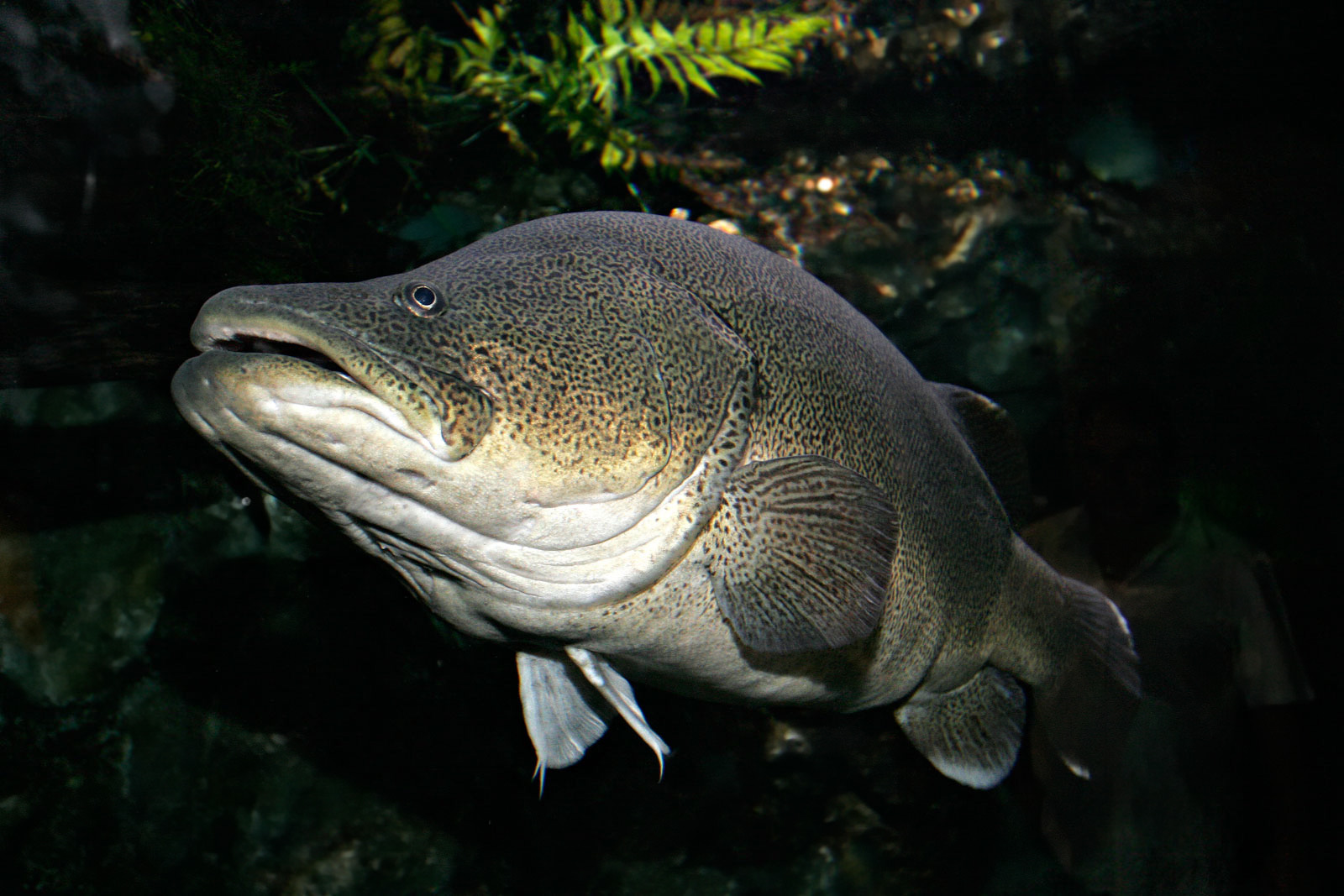 Where did Murray Cod come from?