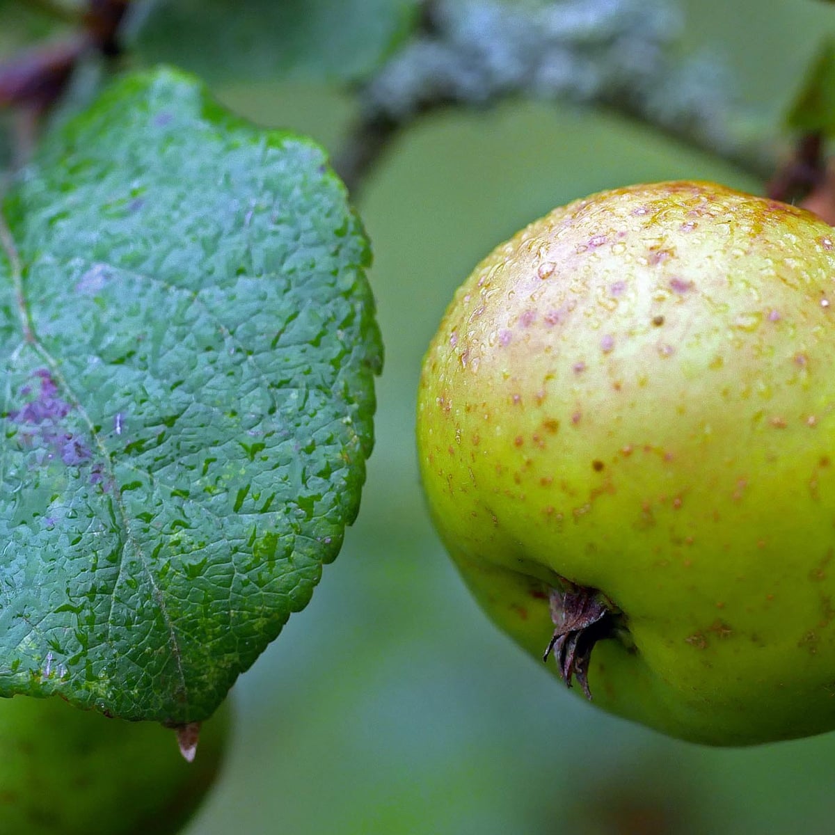Where do crab apples originate from?