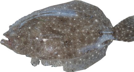 Where do gulf flounders live?