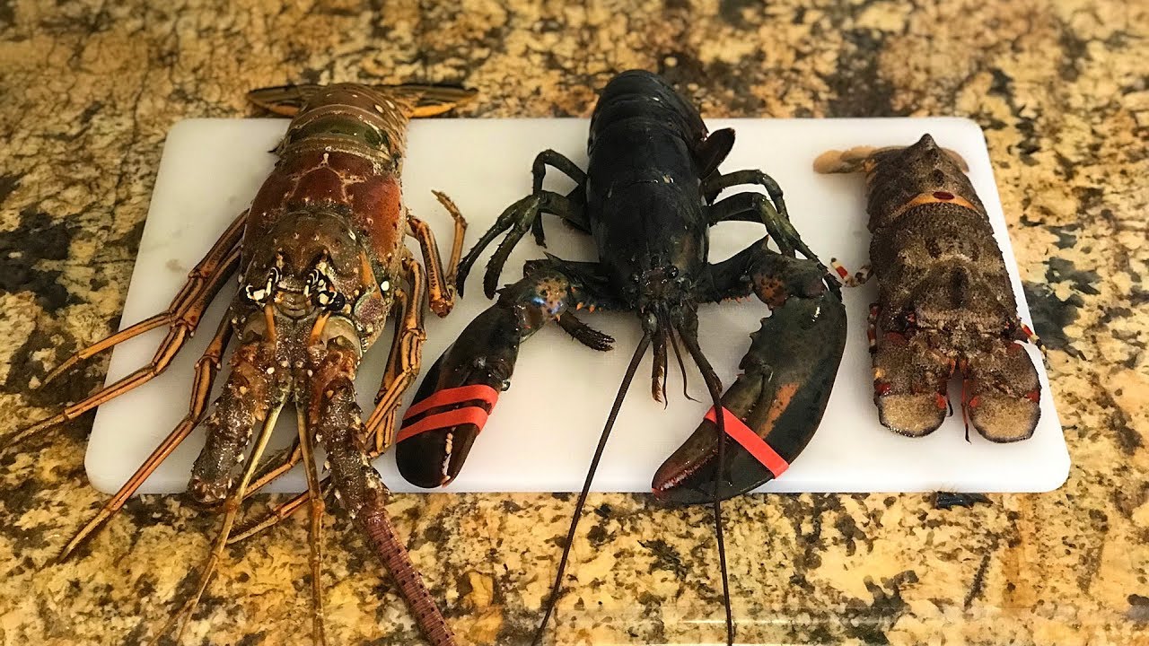Where do the best tasting lobsters come from?