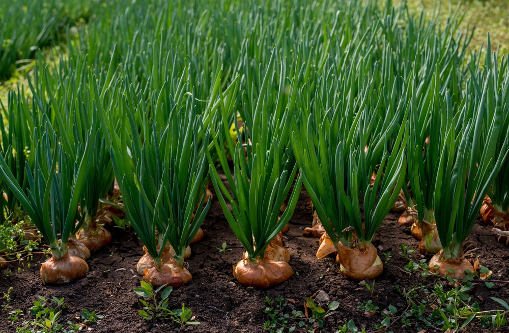 Where does onion grow above or below?