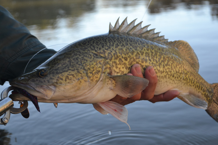 Where in Australia can you catch Murray cod?