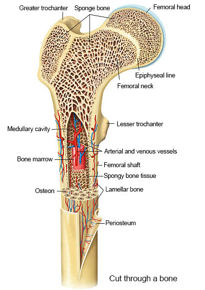 Where is collagen found in bone?