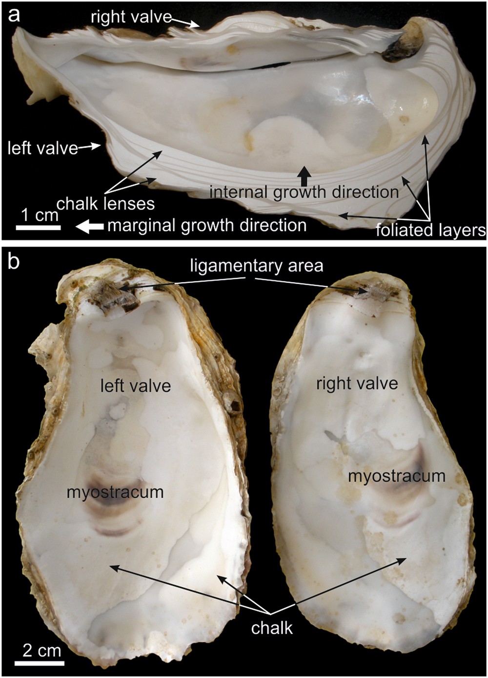 Where is oyster mostly found?