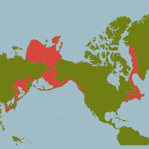 Where is the best place to catch snow crab?