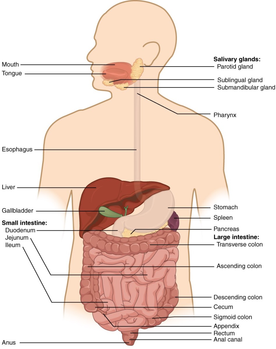 Where is trypsin found naturally?