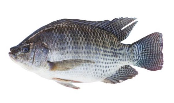 Where should you not buy tilapia from?