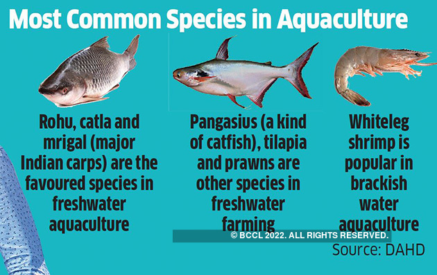 Which fish has more demand in India?