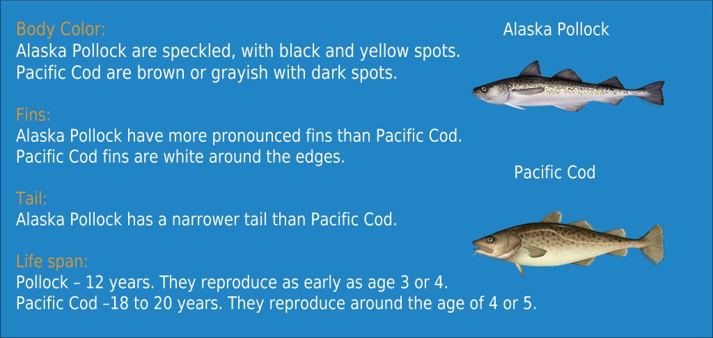 Which fish is better for you cod or pollock?